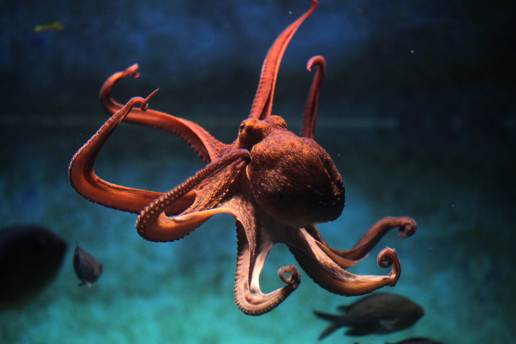 Danna Staaf: champion of the cephalopods | RNZ