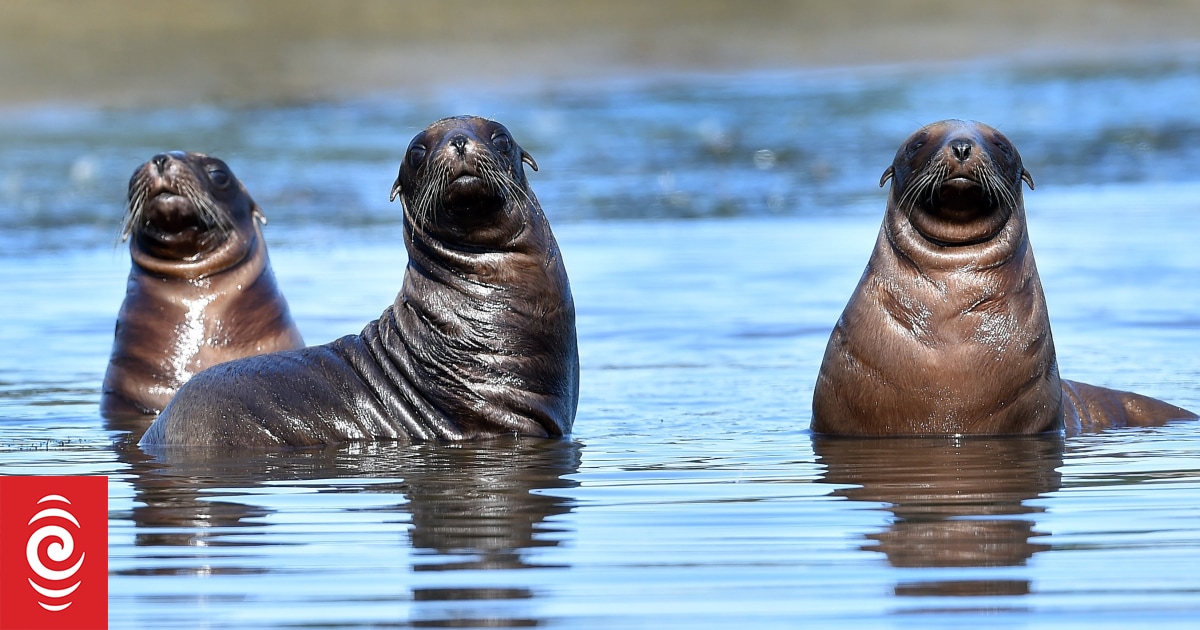 The Panel with Anna Dean and Chris Finlayson (Part 2) | RNZ