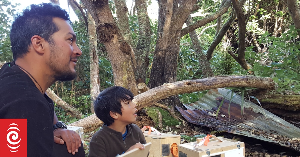 Alison Ballance retrospective 6: southern island sanctuary | RNZ