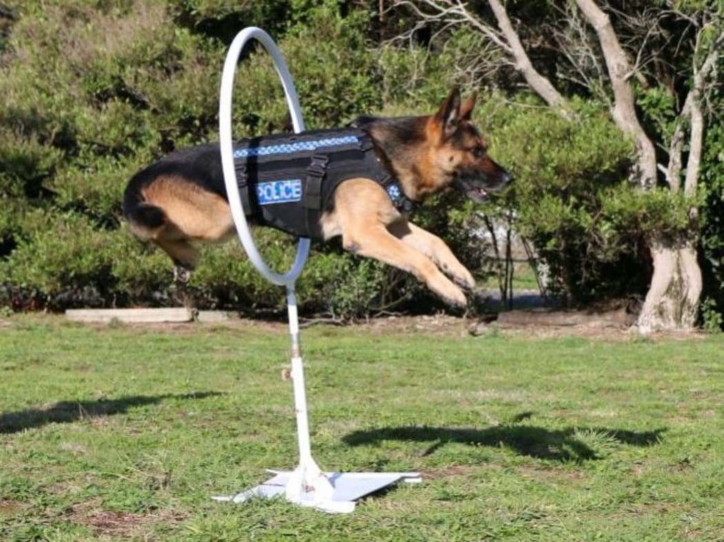 In-vest-ing in police dog protection | RNZ News
