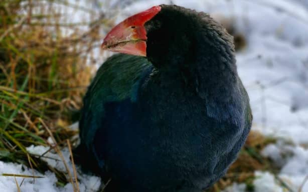 Takahē seniors to spend retirement at Zealandia | RNZ