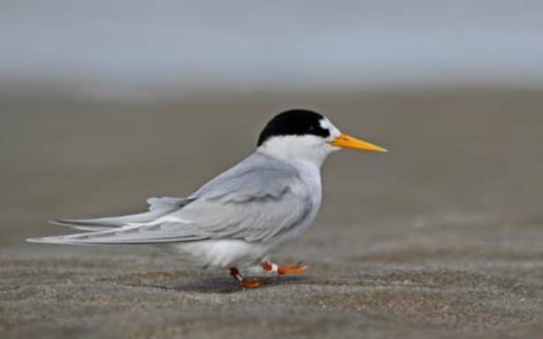DOC 'cautiously optimistic' for New Zealand's rarest bird, the fairy ...