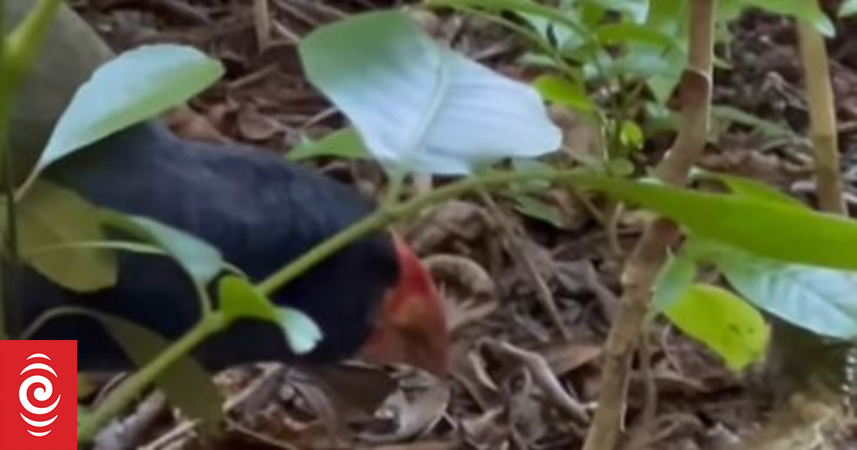 DOC ranger snaps rare footage of tuatara and takahē 'having a scrap ...
