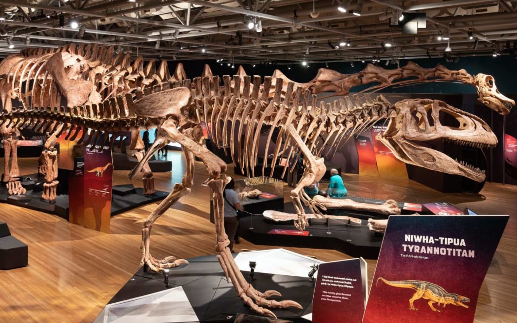 Enormous dinosaur goes on show at Te Papa | RNZ News