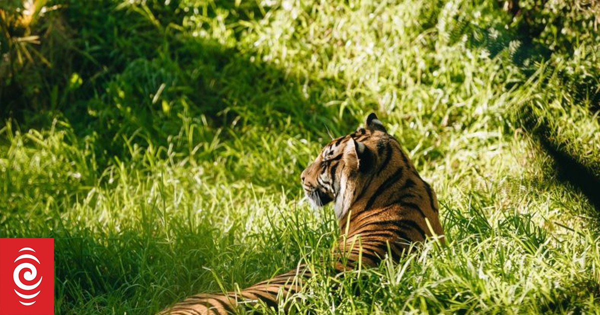 Sumatran tiger at Auckland Zoo kills its cub after its other cub died ...