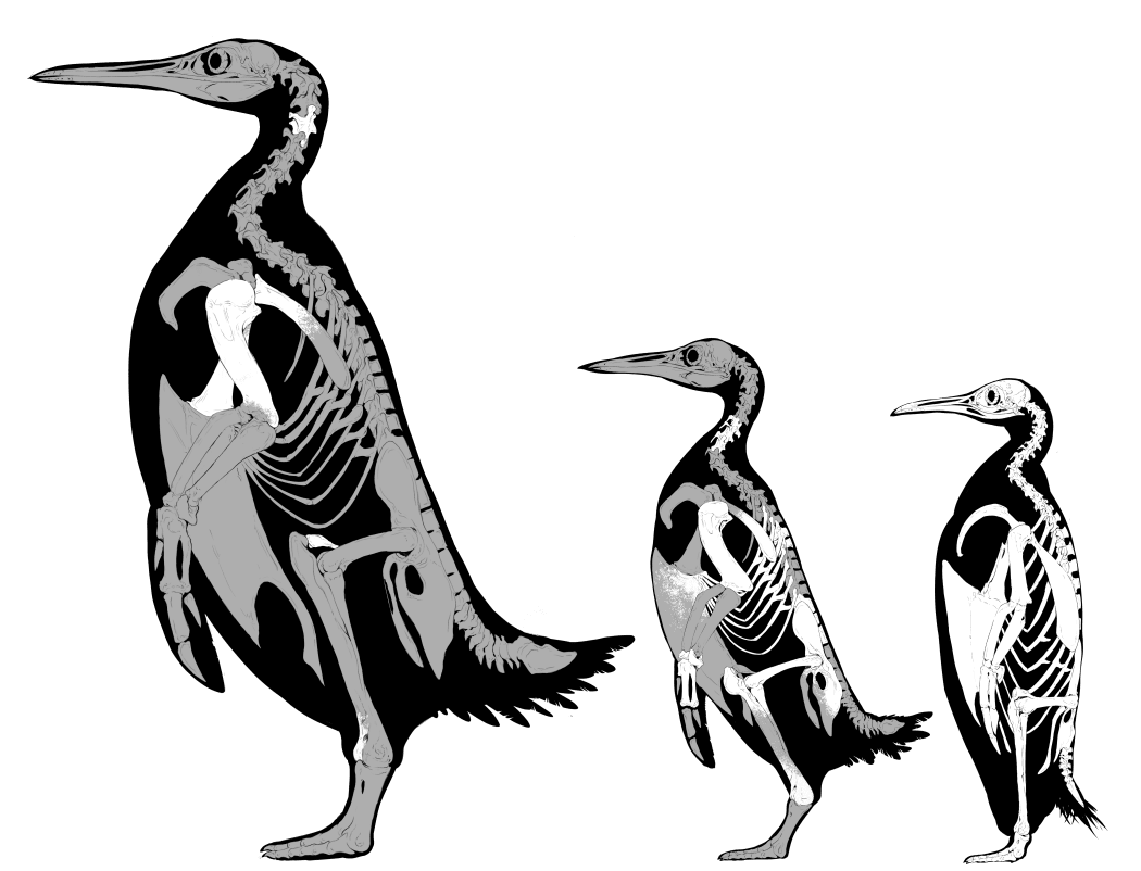 Our Changing World – Penguin evolution | RNZ