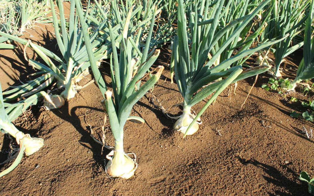 NZ onion industry celebrates 'significant step' in exporting to China ...