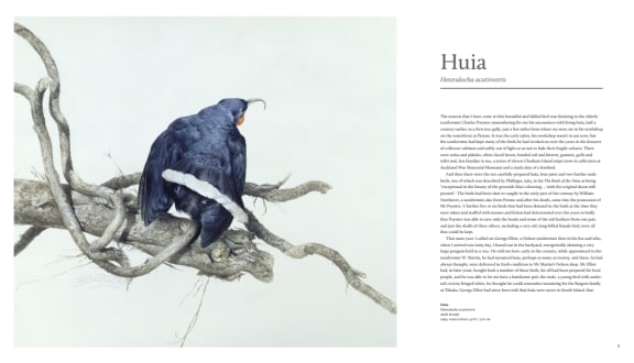 The Birds of Ray Ching | RNZ