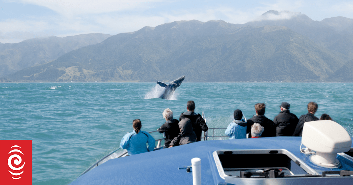 Annual whale and dolphin count underway | RNZ News