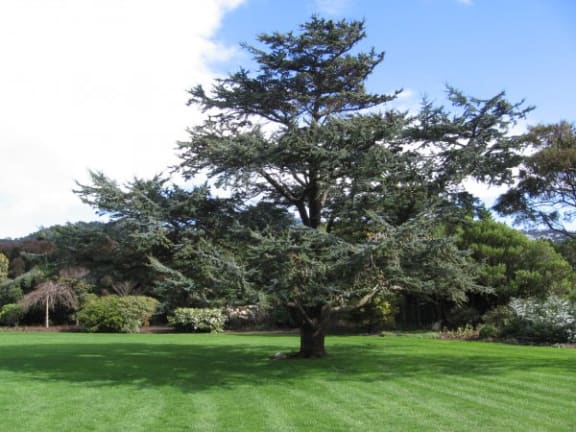 Notable NZ Trees | A Gallery from Afternoons | RNZ National