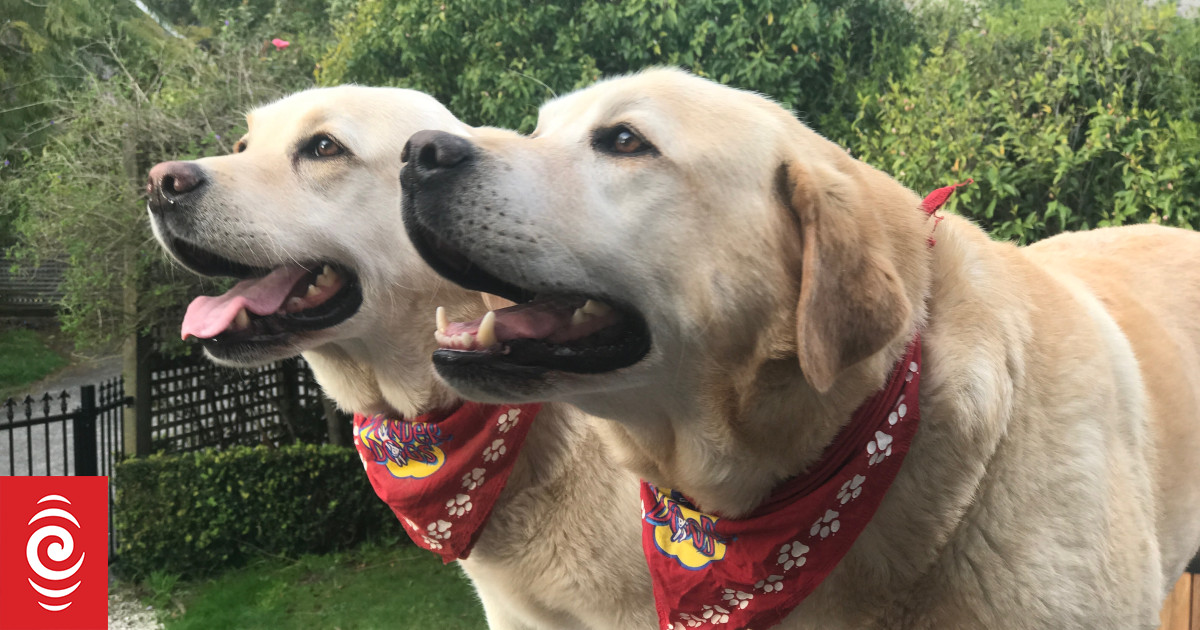 The Panel with Anna Dean and Ben Thomas (Part 2) | RNZ