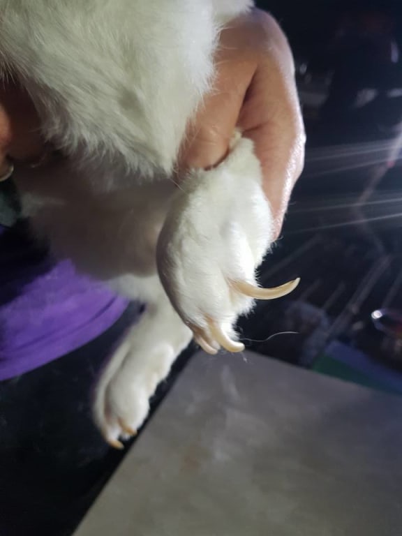 75 neglected rabbits rescued - calls for tighter regulations | RNZ