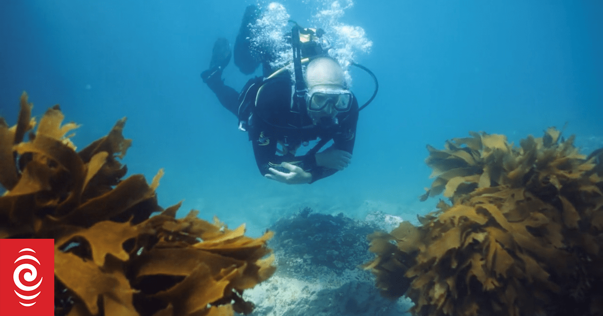 Seasick - a close look at the health of the Hauraki Gulf | RNZ
