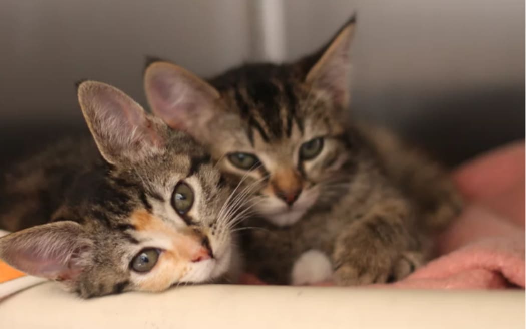 'Lot of pressure' for pets in need of new homes as shelters fill up ...