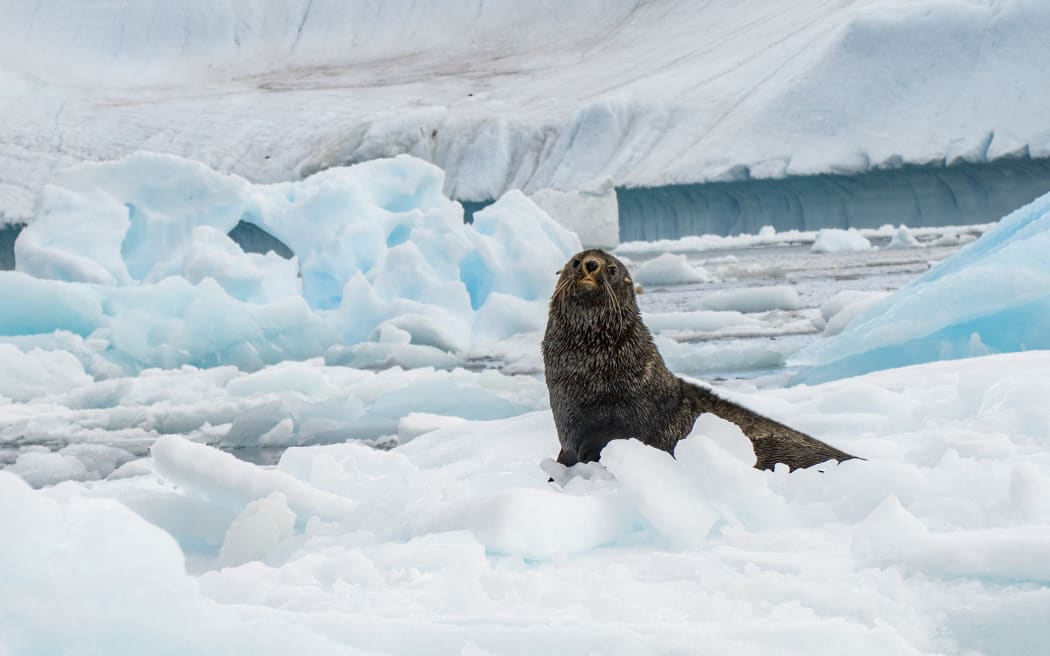 Explorers visit Antarctic to develop educational card game for children ...