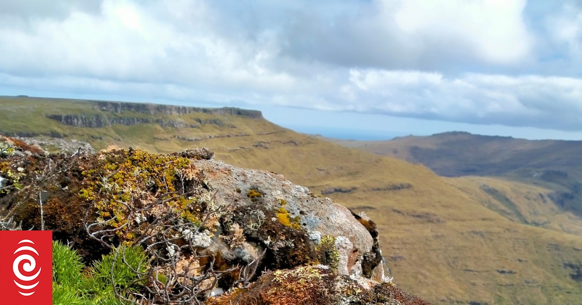 Critter of the Week | RNZ