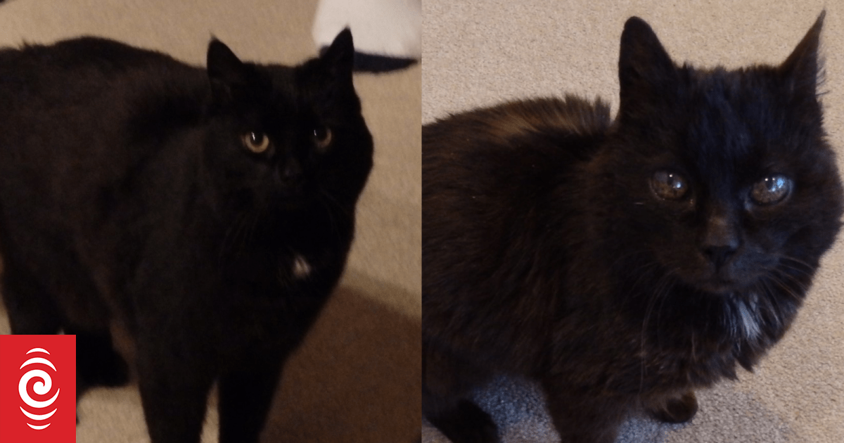 missing black cat