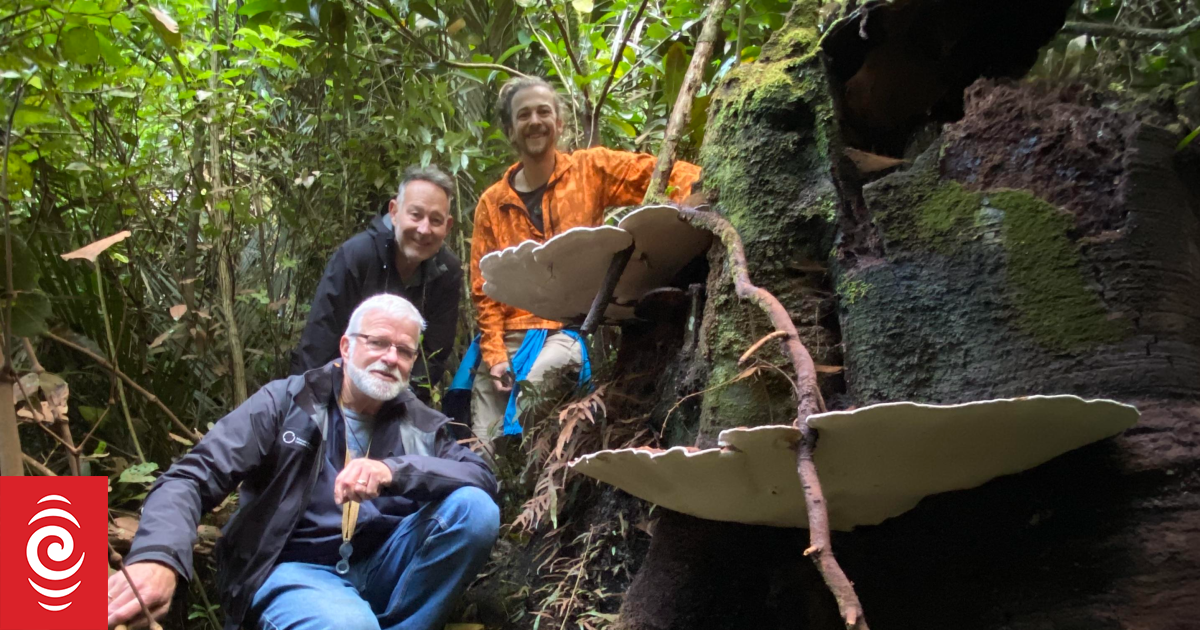 Researchers uncover giant 30-year-old fungus near Eltham | RNZ News