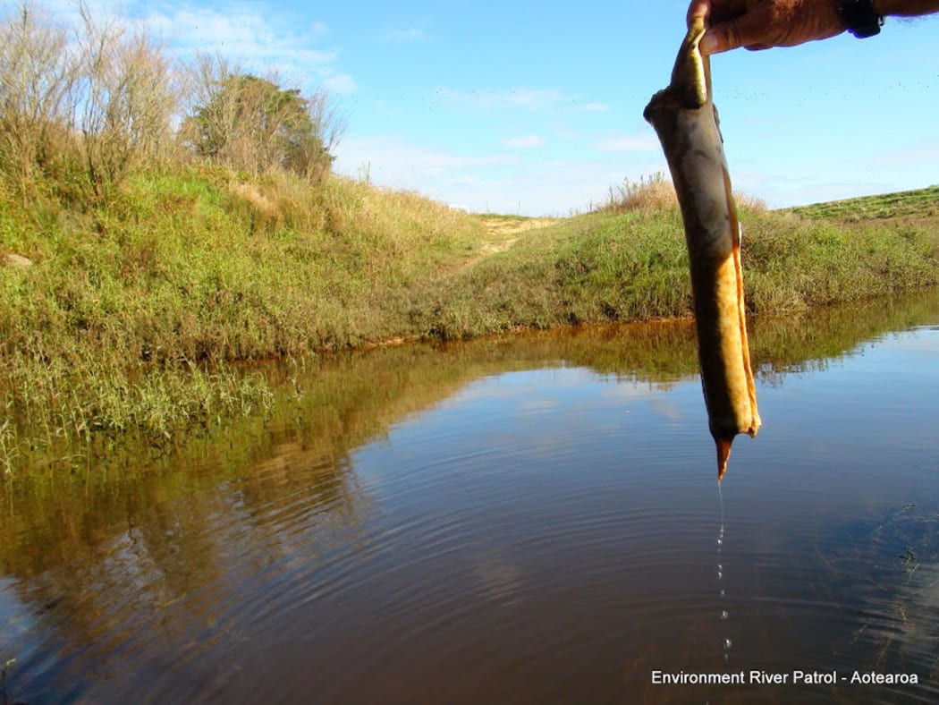 Eel protection on the table at conservation meeting | RNZ News