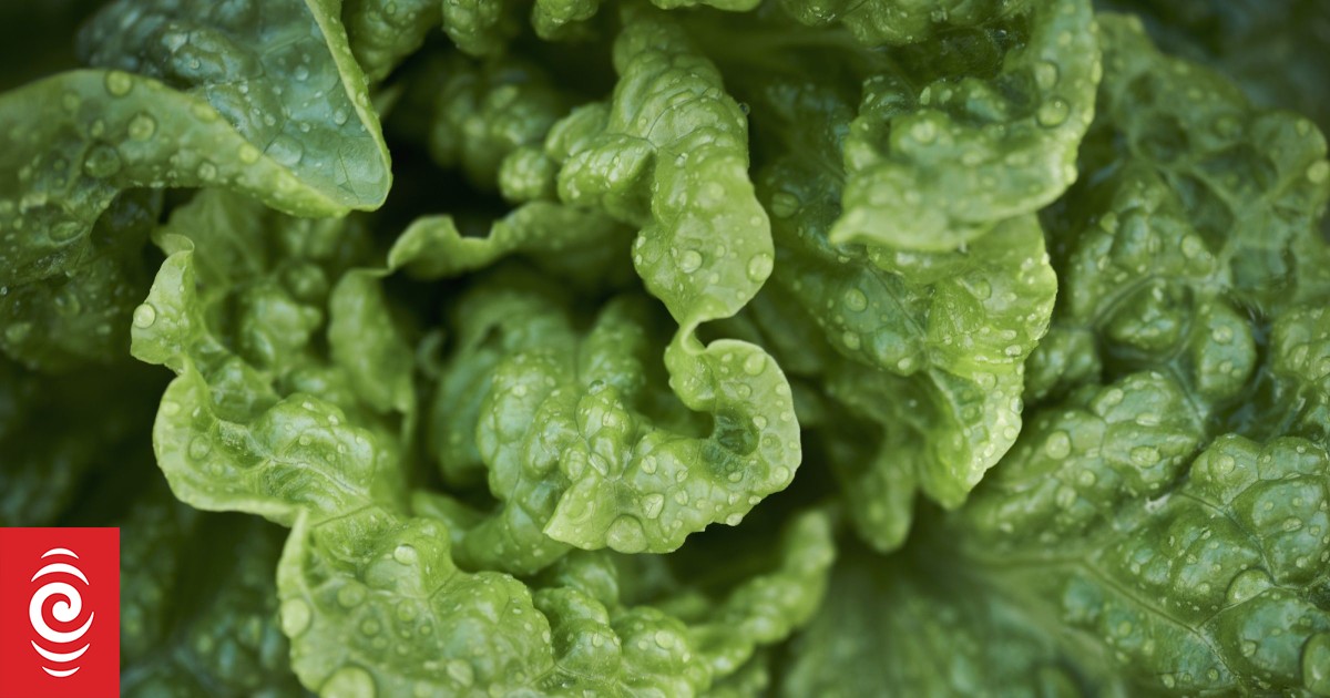 Bagged lettuce possible cause of gastro | RNZ News