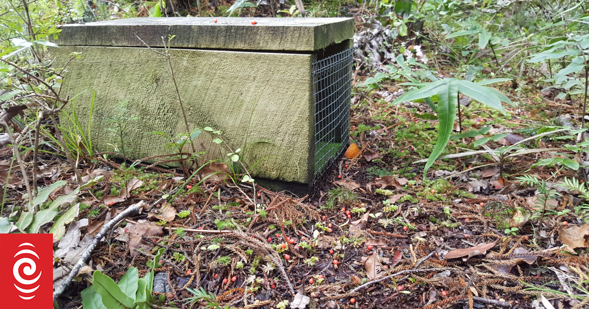 NZ responsible for nearly 1/4 of island pest eradications | RNZ