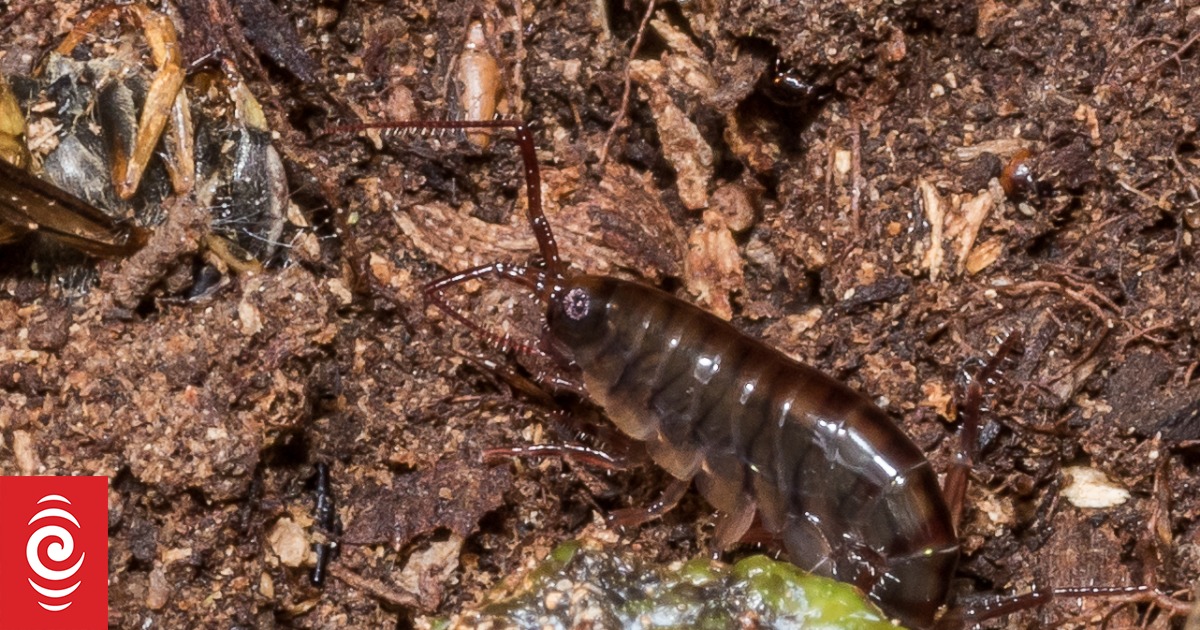Critter of the Week The Native landhopper | RNZ