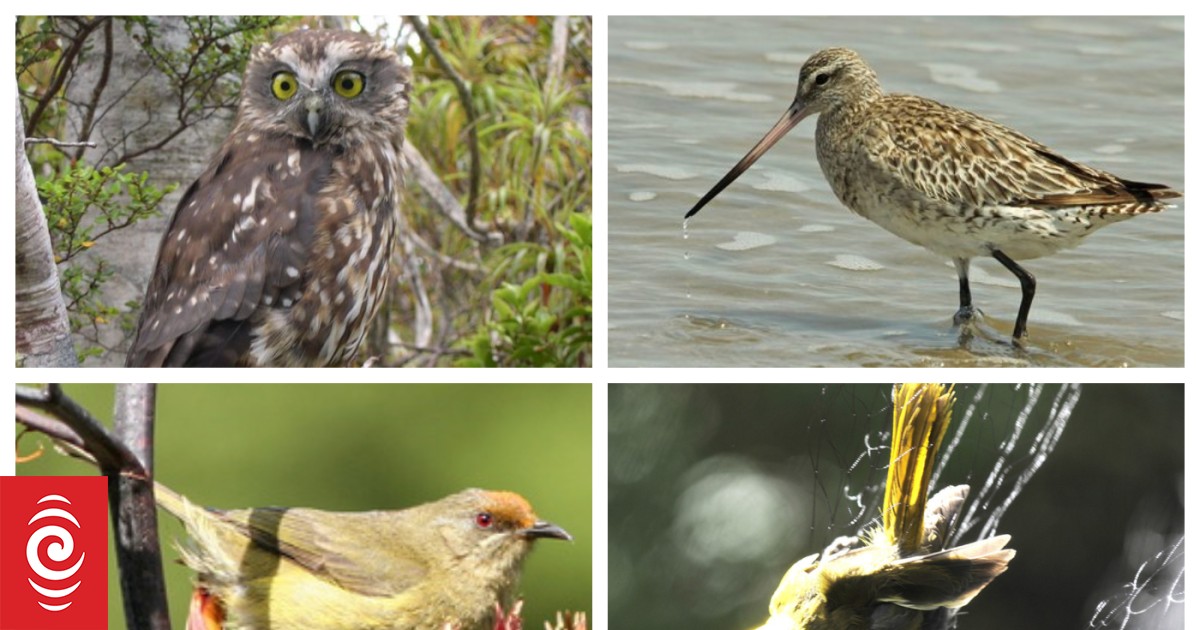 Final hours of voting for NZ's supreme bird | RNZ News