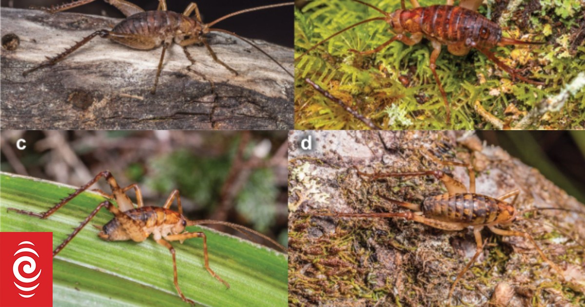 Three new wētā species discovered, including one named after Boudica ...