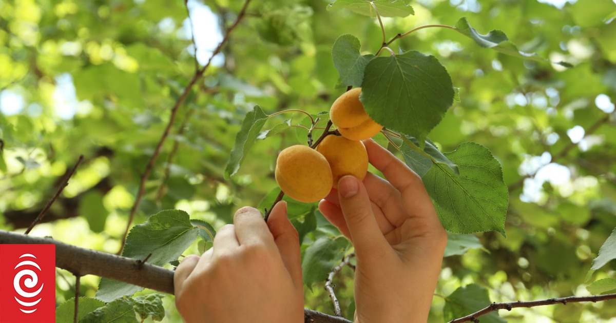 Fruit and Vege Report with Glenn Forsyth | RNZ