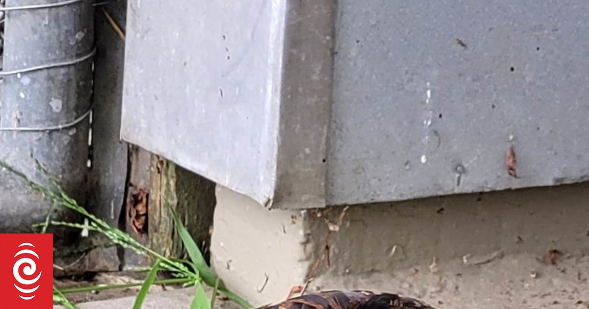 Mystery surrounds weka discovered in Taranaki, a bird not seen in ...