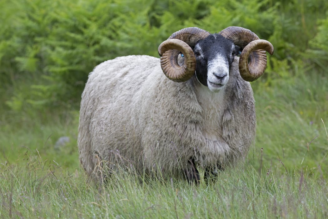 why do rams hit heads