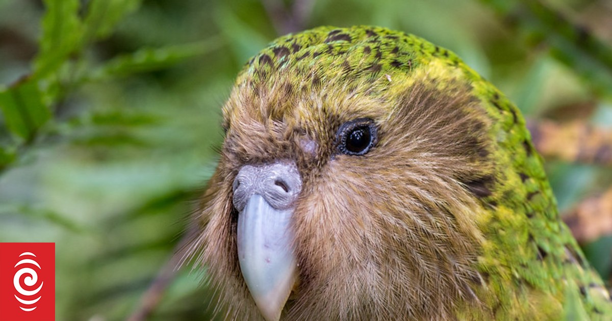 Kākāpō too successful for Bird of the Year contention | RNZ News