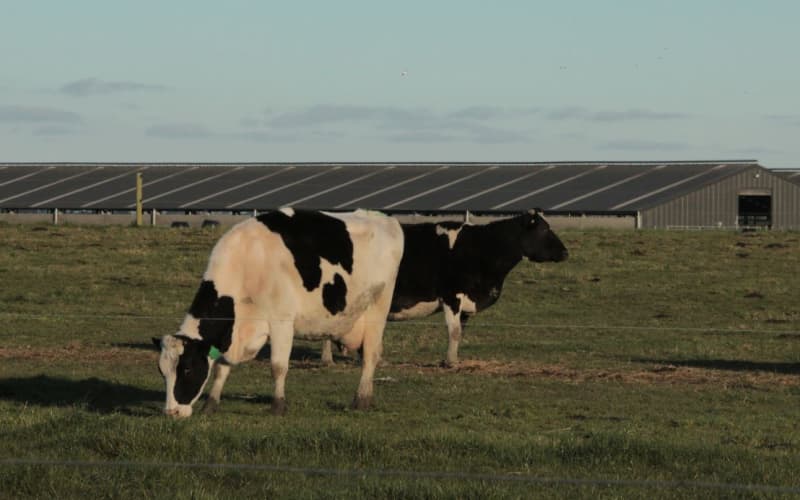 MPI confirms cattle disease at seventh farm | RNZ