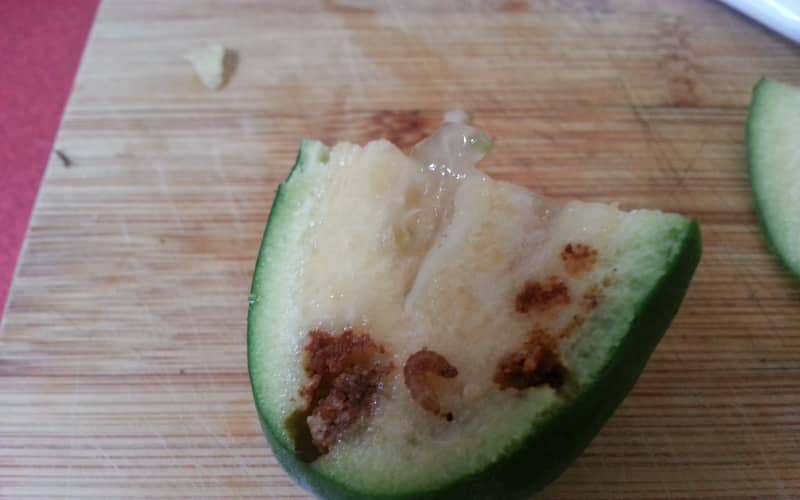 Auckland charity's feijoa donations hit by guava moth | RNZ