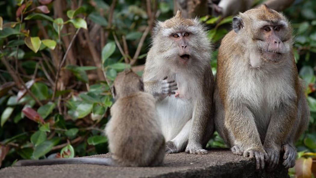 Jackie Flynn Mogensen: Shortage of primates for research | RNZ