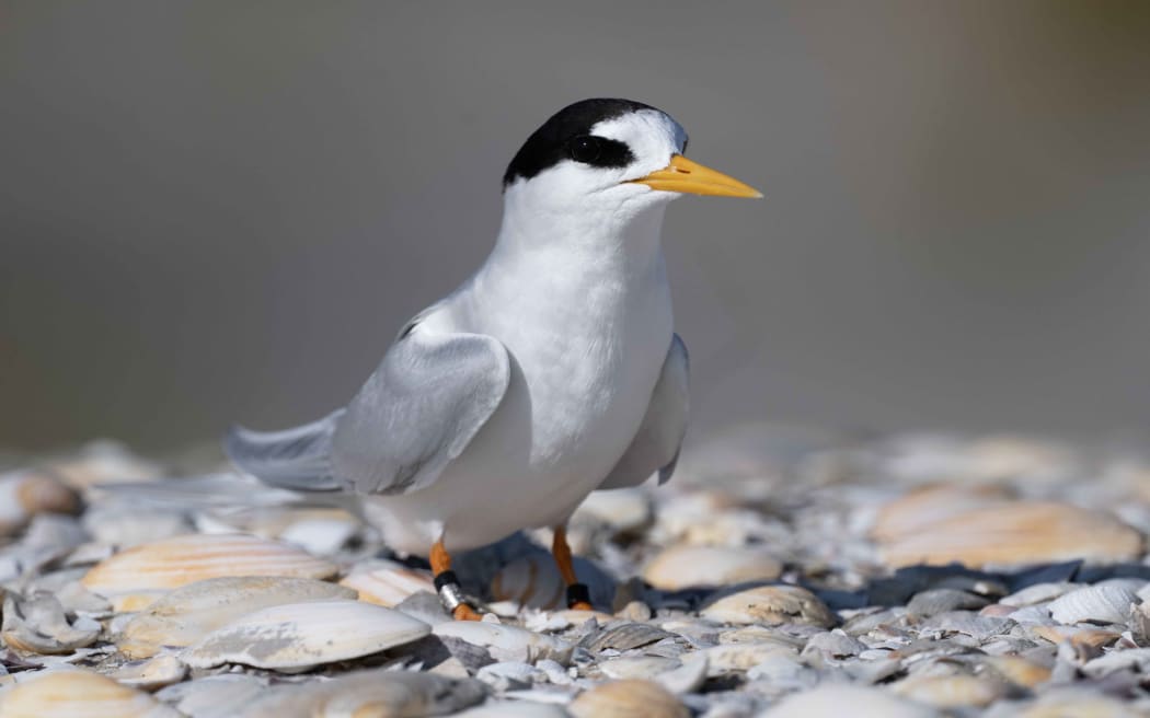 New Zealand's rarest endemic bird - fairy tern - has boost in numbers ...