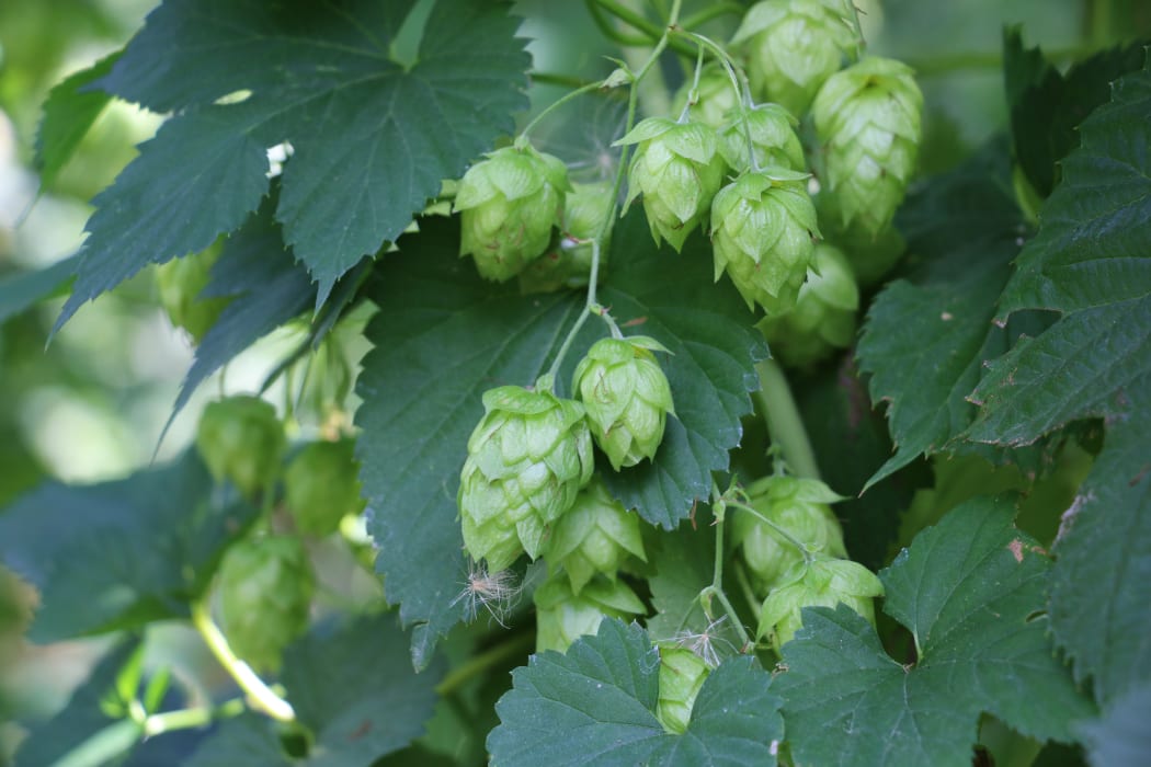 Southland farmer caught on the hop | RNZ