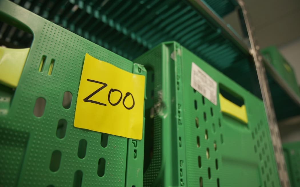 Feeding time at the zoo | RNZ