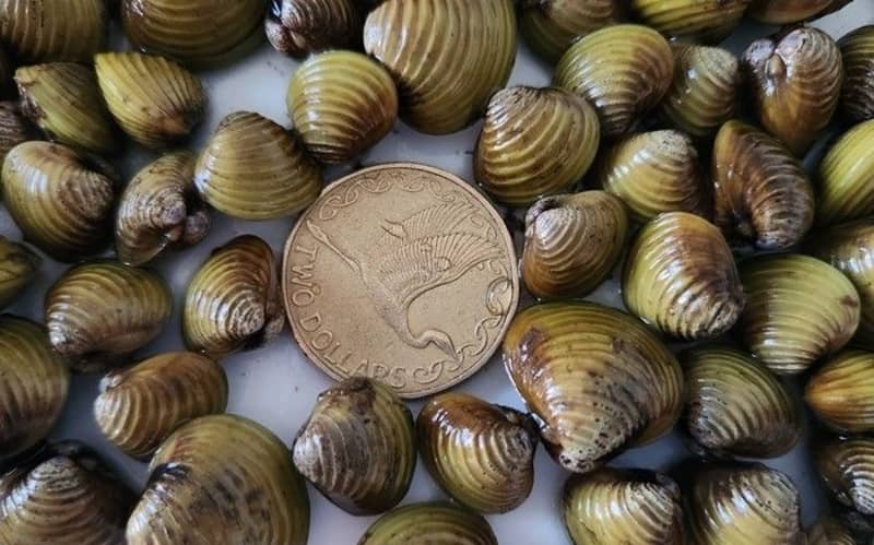 Gold clam threat prompts warning to Whanganui River boaties | RNZ