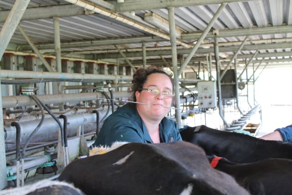 On the job with an Artificial Breeding Technician | RNZ