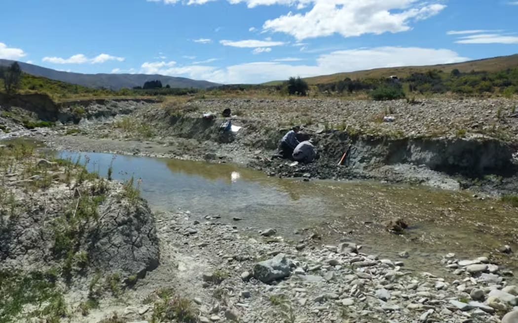 Tiny extinct bat found in NZ fossil record | RNZ News