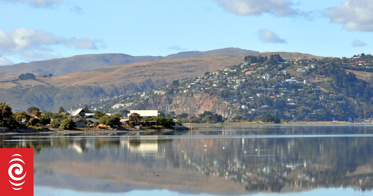Alpine guide turns weed-buster to clear Christchurch cliffs | RNZ News