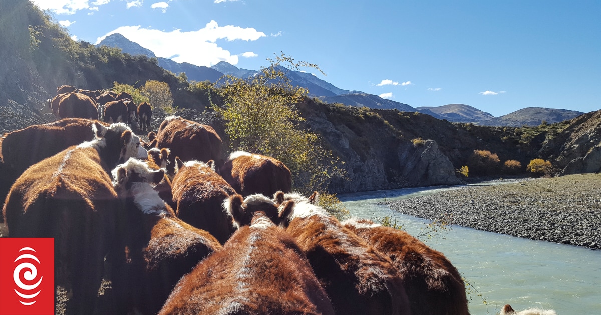 Council on the hunt for herd of feral cattle | RNZ News