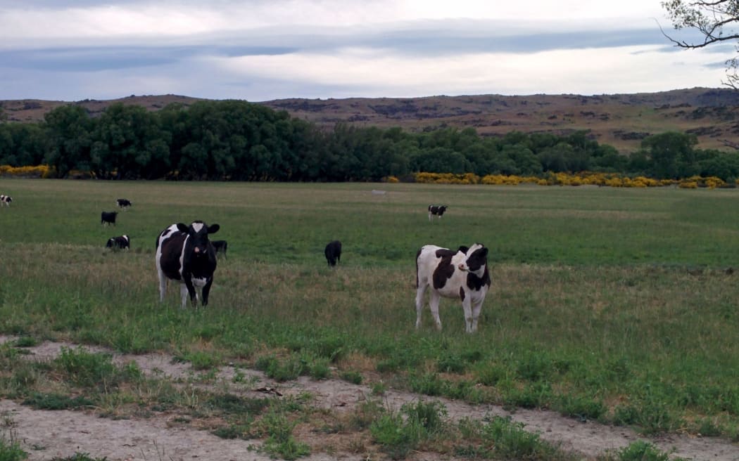 Early warning technology to help farmers battle costly cattle disease ...