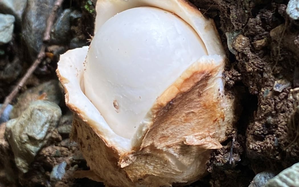 Critter of the Week Fischer’s egg fungus | RNZ