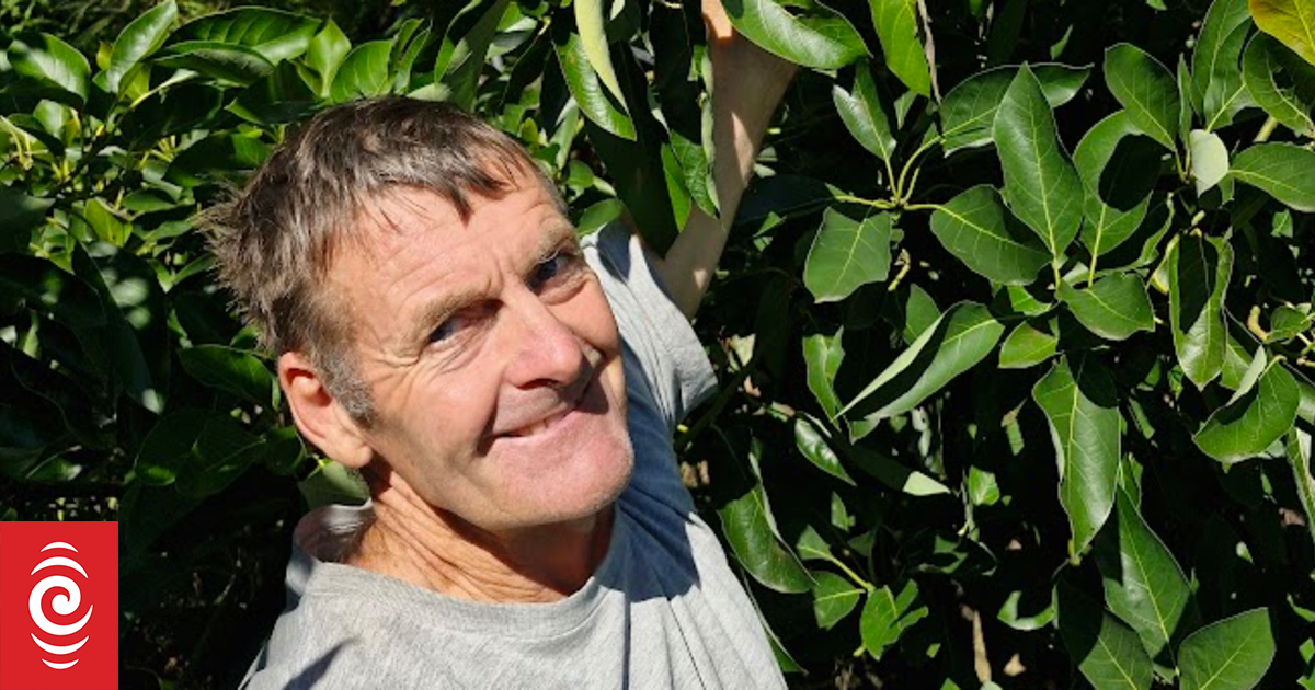 Harricado - a new varietal of avocado, grown in Nelson | RNZ