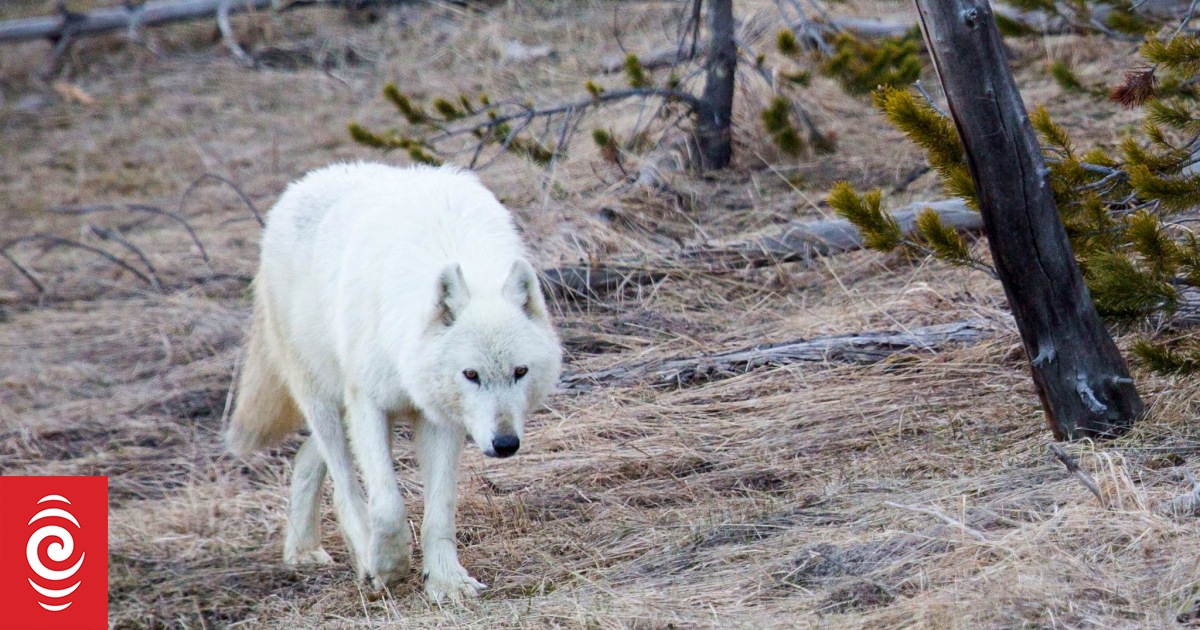 Rare 'White Lady' wolf shot dead at Yellowstone | RNZ News