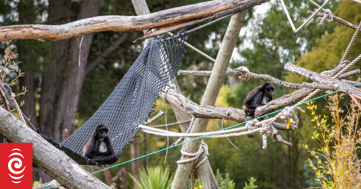 Rapid animal welfare assessment underway at Orana Wildlife Park | RNZ News