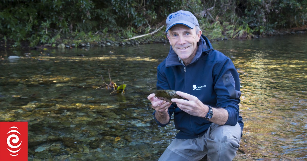 Fish left without food by flow levels | RNZ News