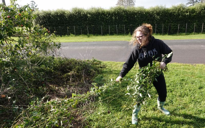 Northland woman's 'astounding' effort to tackle thousands of moth ...